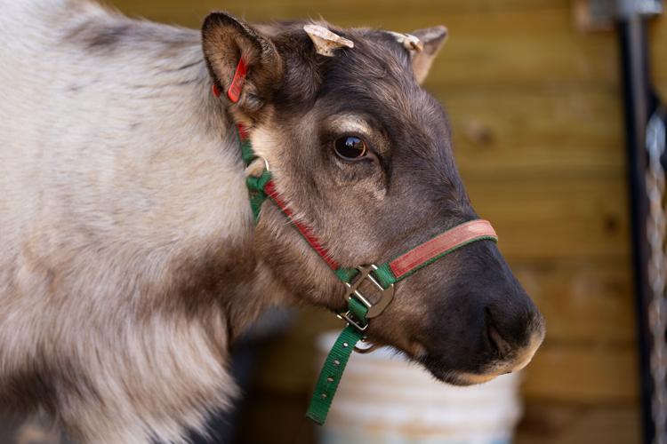 West Virginia's only reindeer at Old School Christmas Farm | Putnam ...