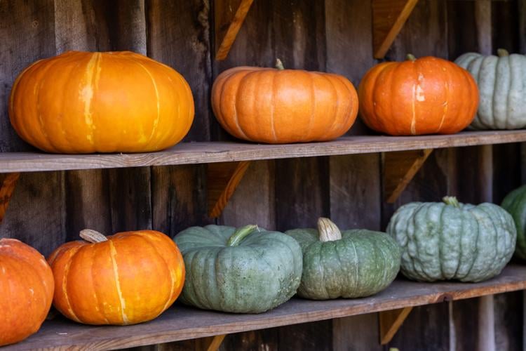 Photos: Wilson Family Farm opens for the season | Multimedia | herald ...