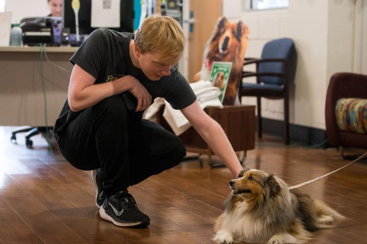 MU PAWS in the Halls initiative connects students with therapy dogs ...