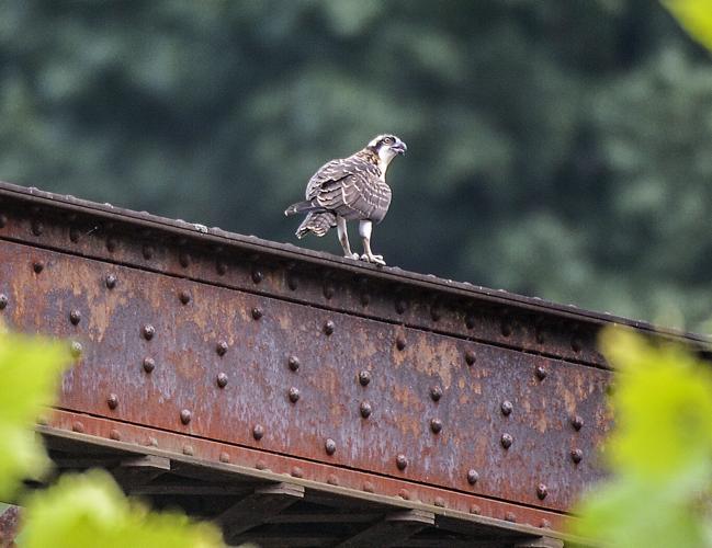 Fayette County locals, avian experts help orphaned osprey | News ...