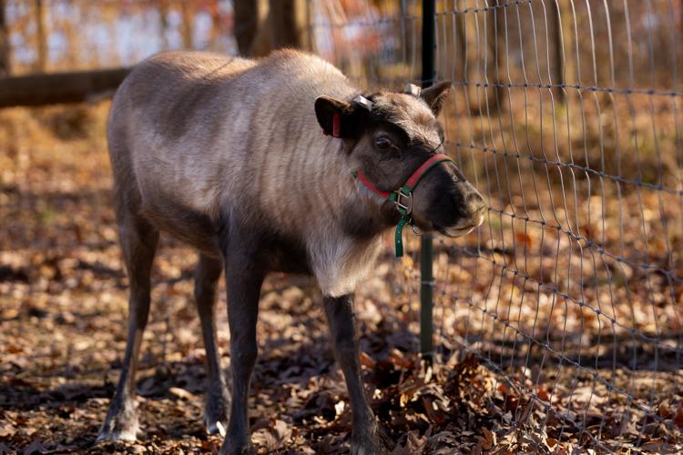 West Virginia's only reindeer at Old School Christmas Farm | Putnam ...