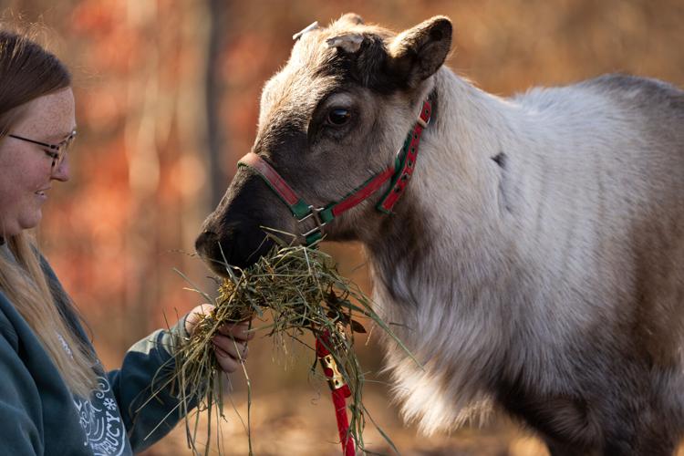 West Virginia's only reindeer at Old School Christmas Farm | Putnam ...