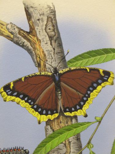 Renowned wildlife artist Chuck Ripper commissioned to illustrate flora ...