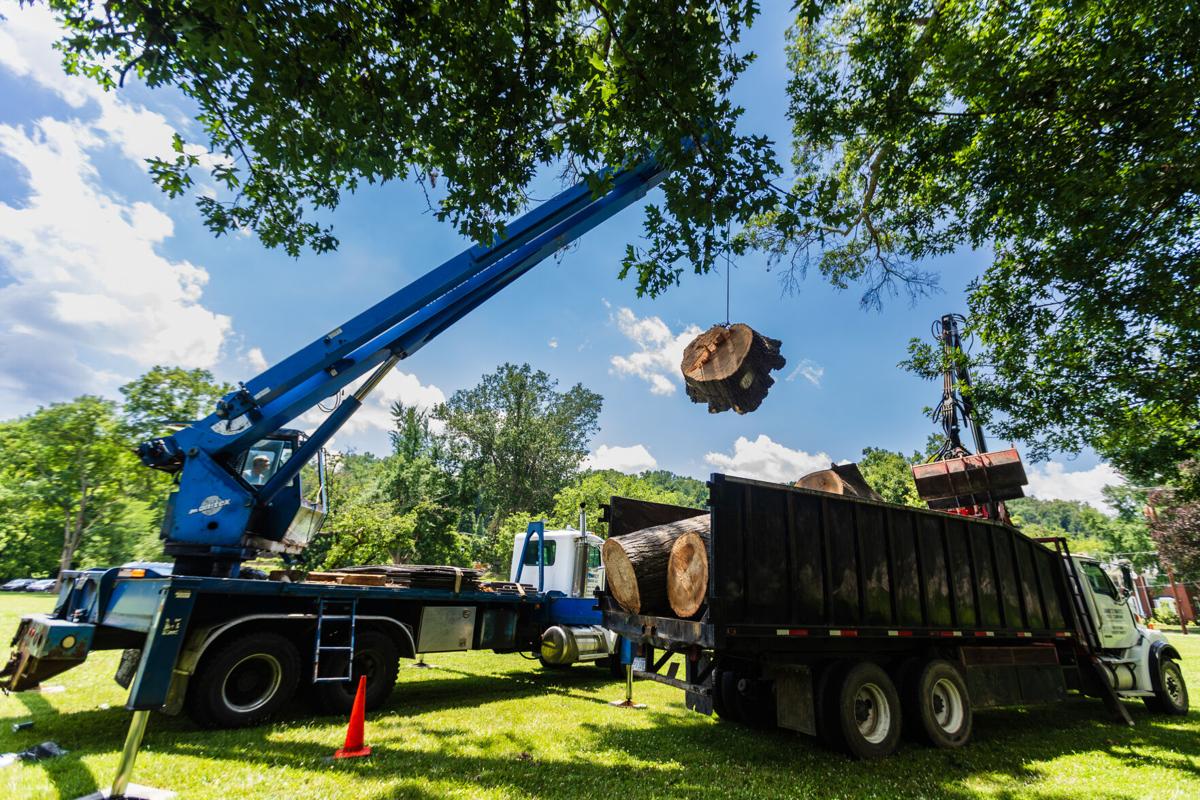 20260617_hd_trees | | herald-dispatch.com