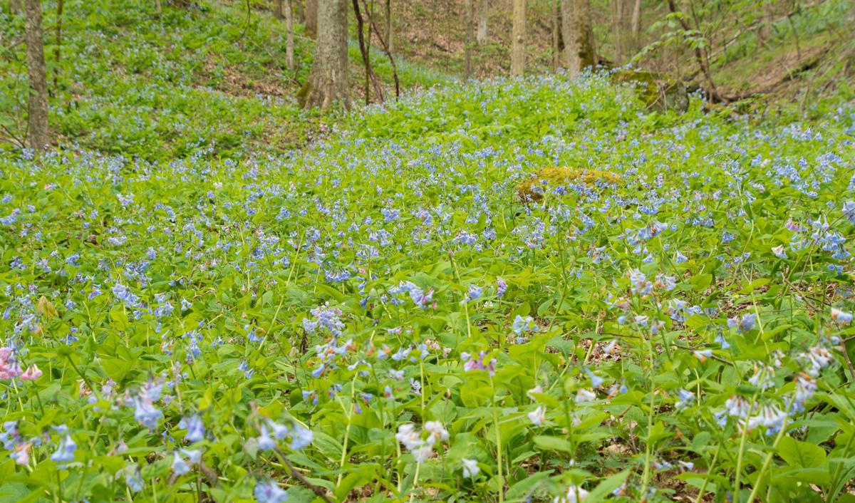 Quarantine keeps nature buffs away from Chief Logan's bluebell show ...