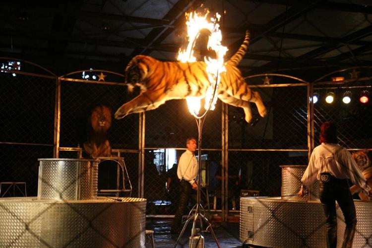 Gallery: 2008 George Carden Super Spectacular Circus | Multimedia ...