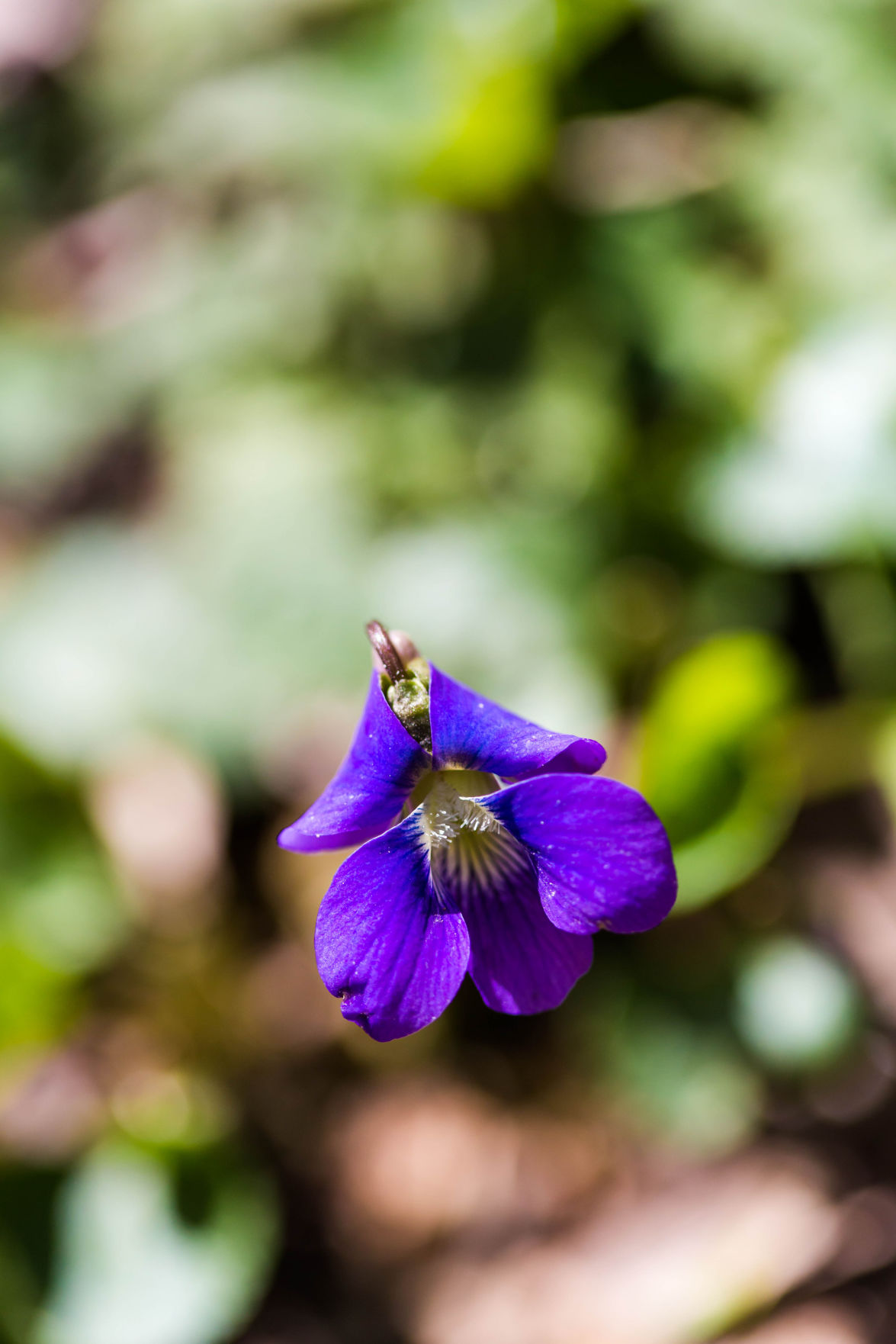 Travis Lemon: Blue violets are a front yard remedy | Features ...