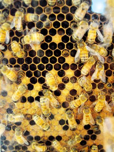 Learn how honey gets from the hive to your table on the WV Honey Bee ...