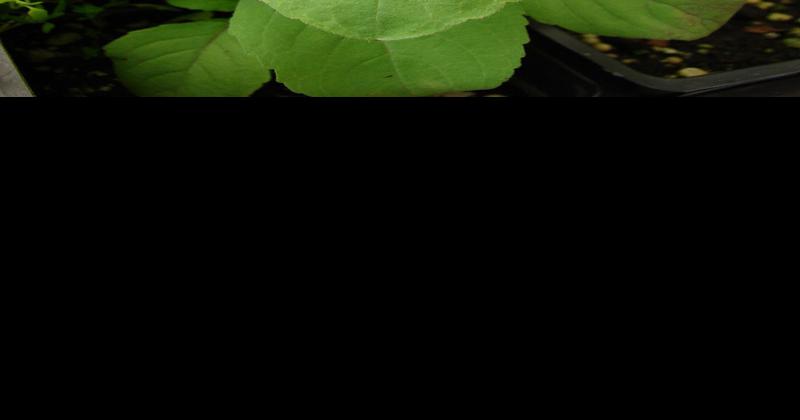 Travis Lemon: Finding balance: Which adaptogen is right for you ...