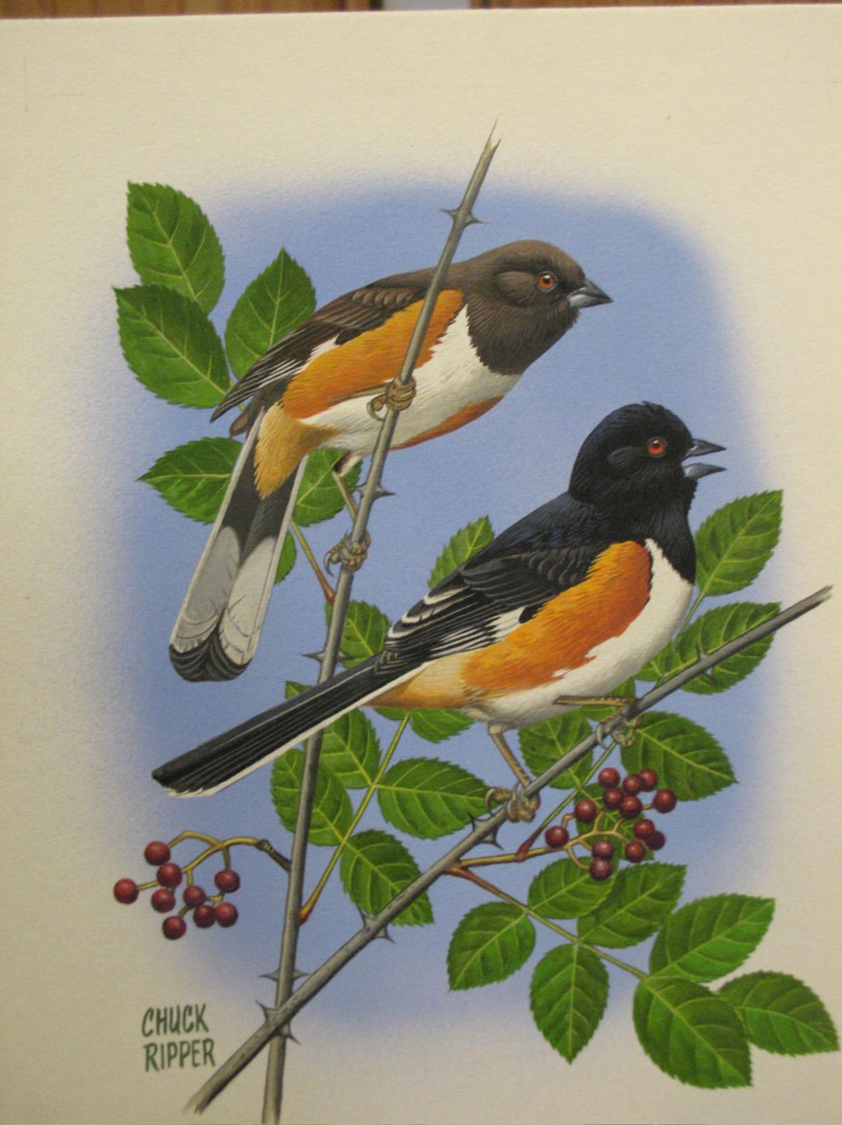 Gallery: Wildlife artist Chuck Ripper | Features/Entertainment | herald ...