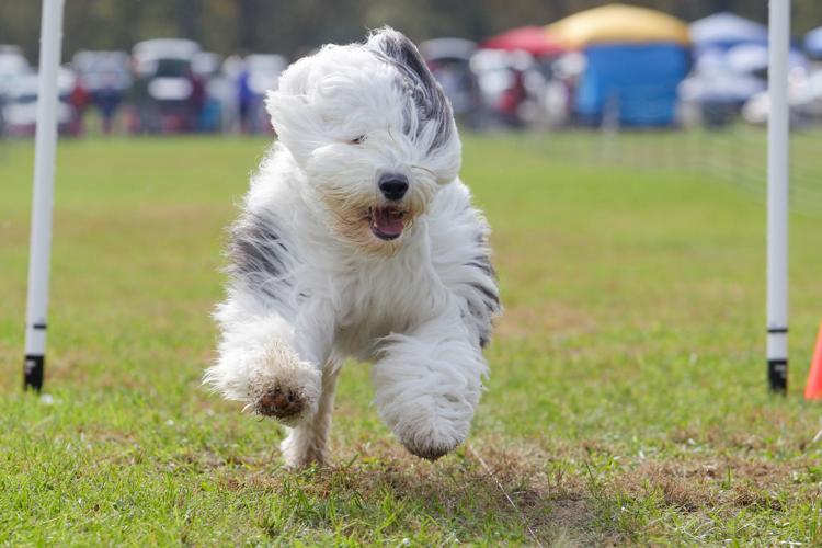 FAST CAT dog agility event set for this weekend | News | herald ...