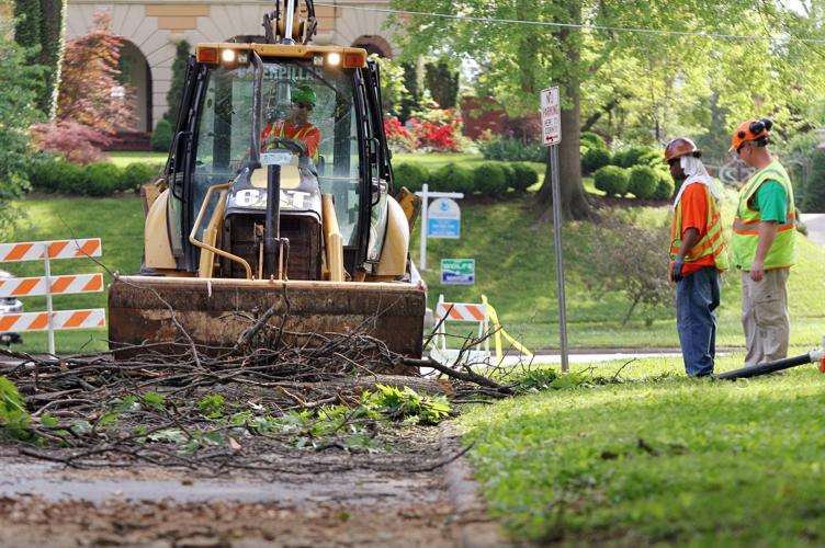 Gallery: Tree Safety Trimming and Dead Wood Removal Project | Photos ...