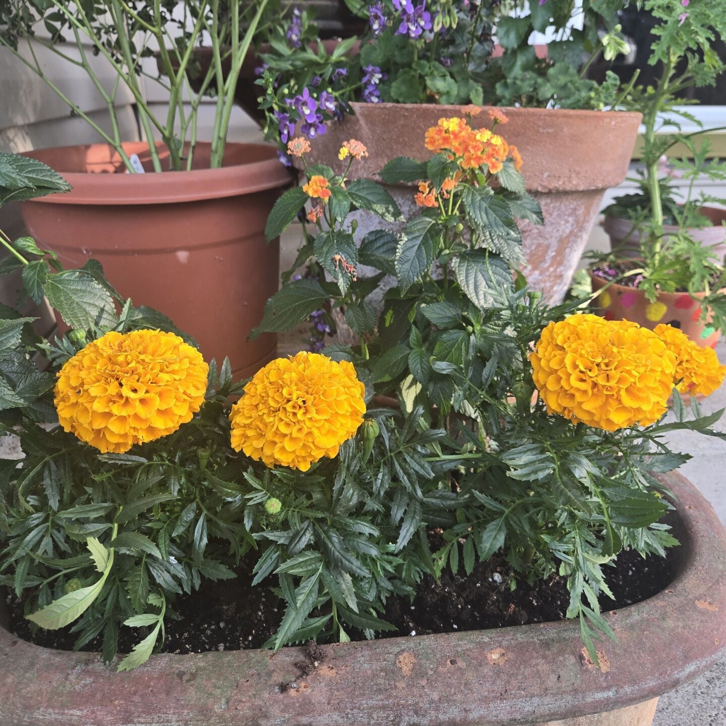 Good 2 Grow: A cozy garden trend with a funny name | | herald-dispatch.com