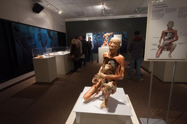 Photos: "Bodies Revealed" exhibit in Gallipolis | Photo Galleries ...