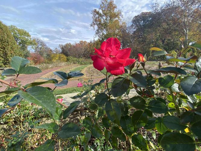 Rose clippings distributed, rose wall fundraiser announced | News ...