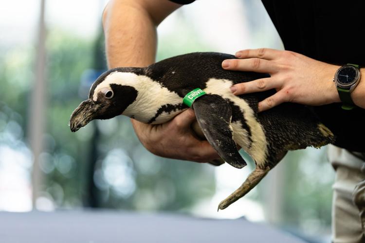 Animals from Columbus Zoo come to Ironton library | Ohio News | herald ...