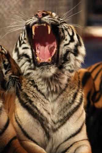 Gallery: 2008 George Carden Super Spectacular Circus | Multimedia ...