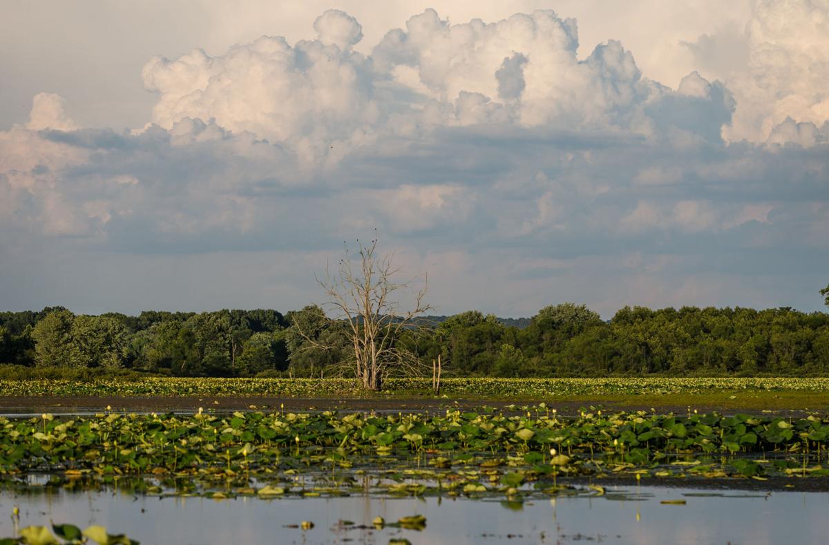 Photos: Green Bottom Wildlife Management Area | Multimedia | herald ...