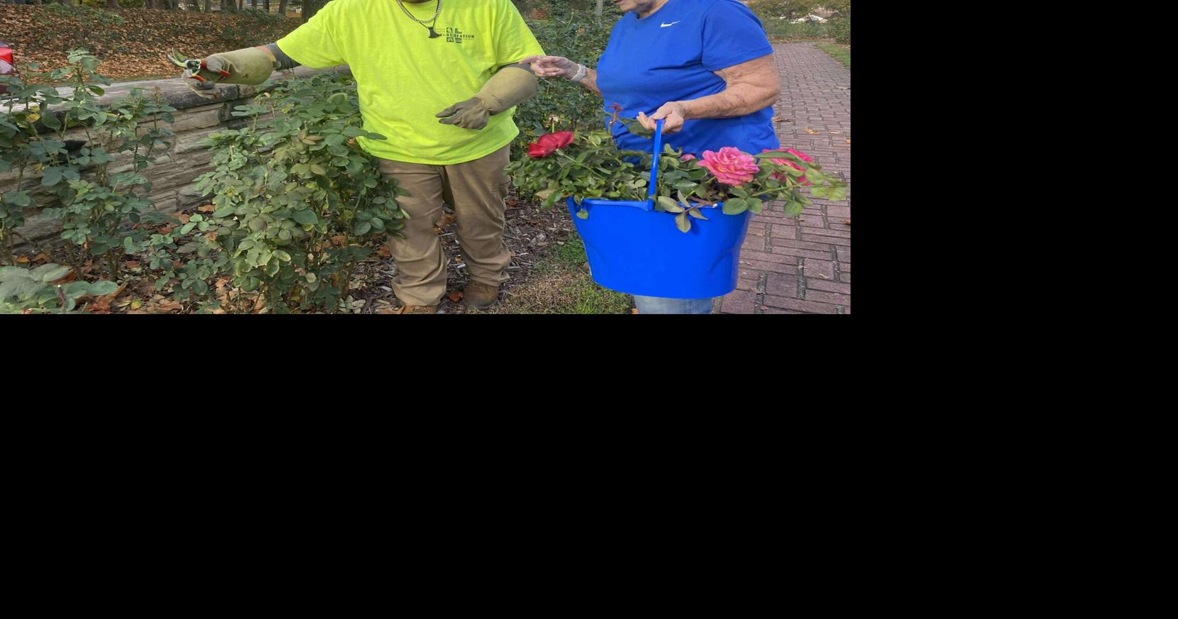 Rose clippings distributed, rose wall fundraiser announced | News ...