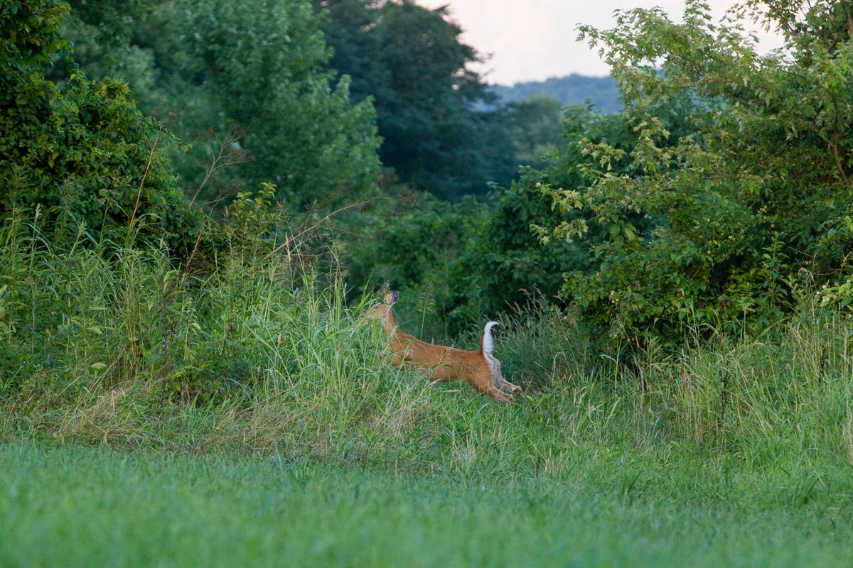 Photos: Green Bottom Wildlife Management Area | Multimedia | herald ...