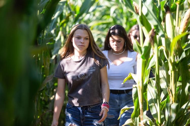 Milton Corn Maze now open on weekends for fall family fun | News ...