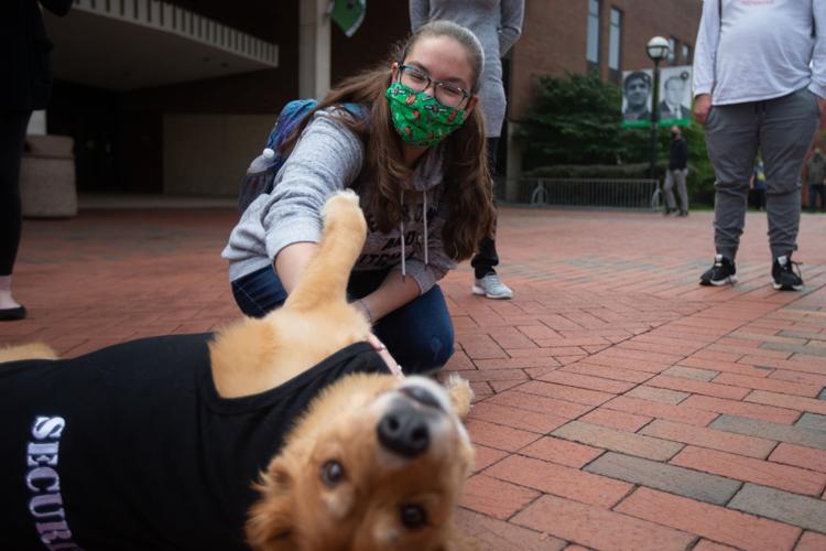 Photos: MU PAWS therapy dogs conduct costume parade | Multimedia ...