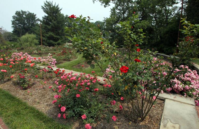 Gallery: Ritter Park Rose Garden | Photo Galleries | herald-dispatch.com