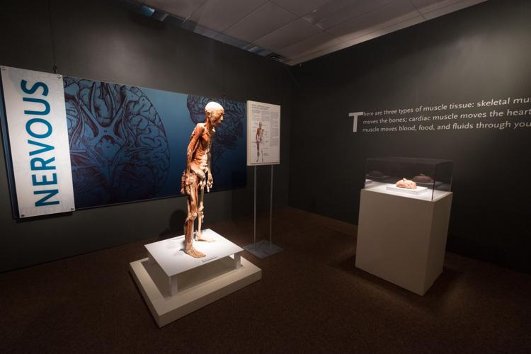 Photos: "Bodies Revealed" exhibit in Gallipolis | Photo Galleries ...