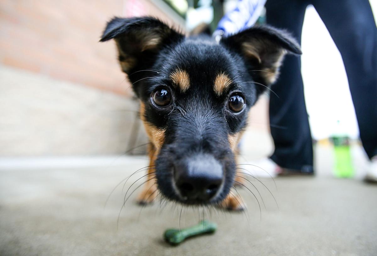 Gallery: Cabell-Wayne Animal Shelter Adoption Event | News | herald ...