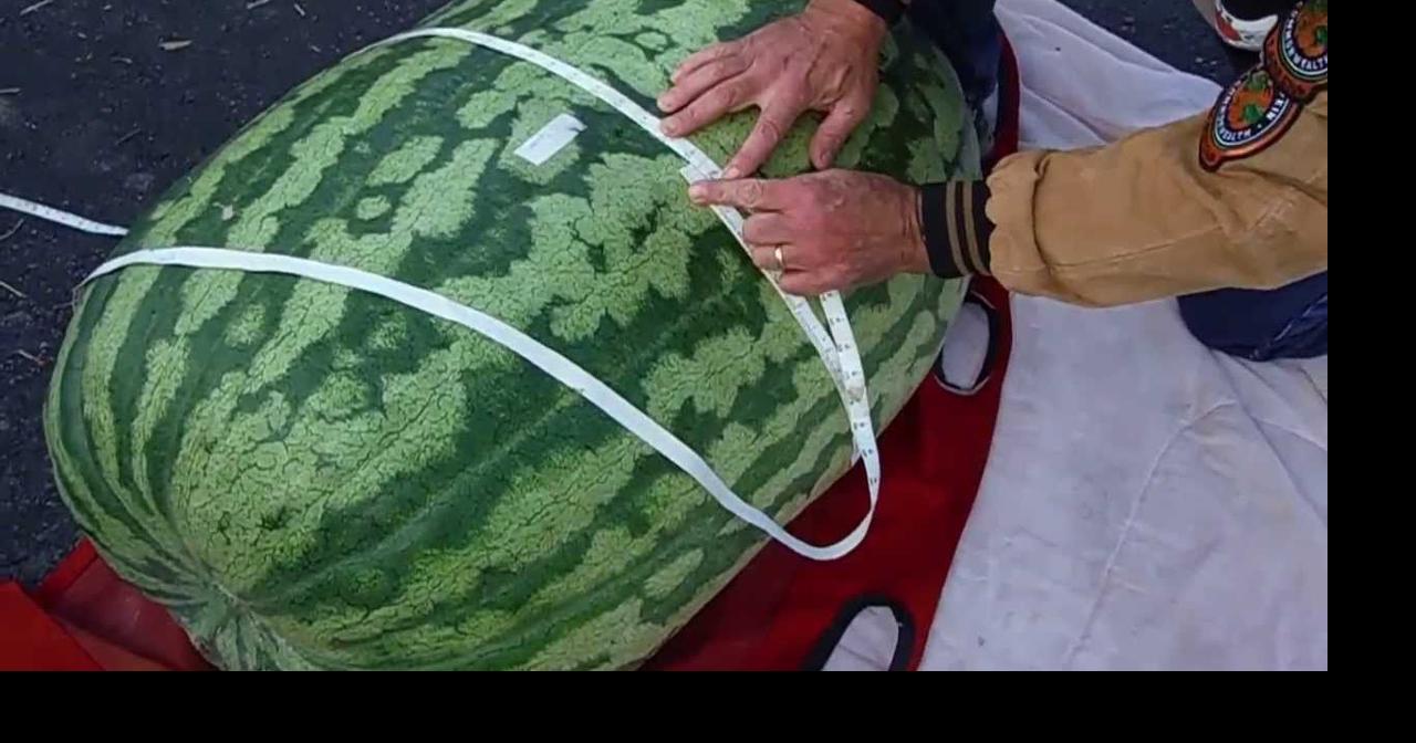 world's biggest watermelon