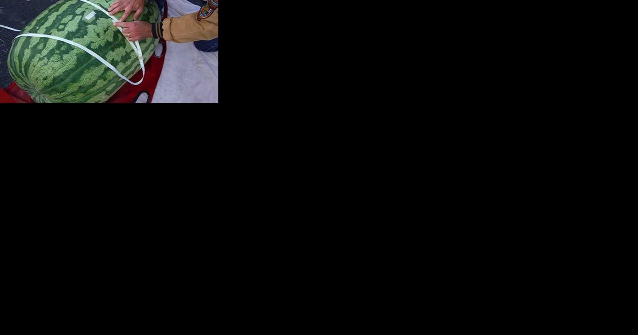 largest ever watermelon