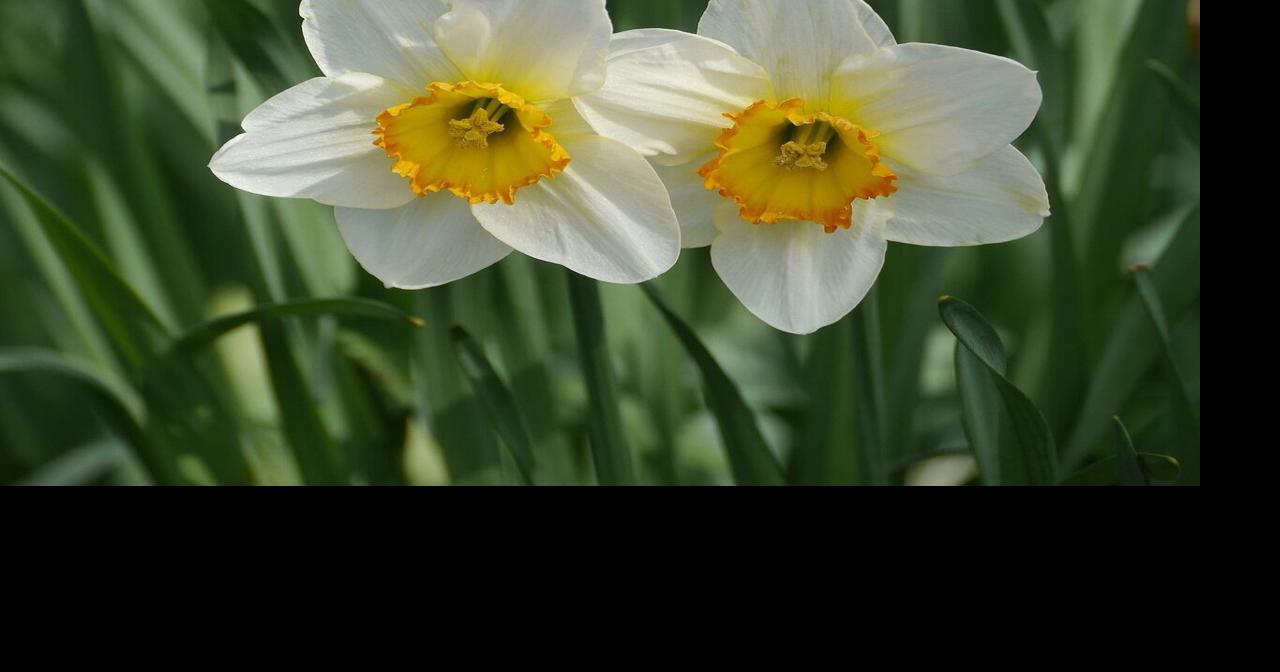 Garden Club members learn about daffodils | Local News ...