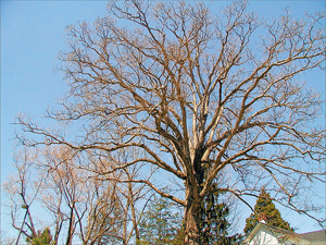 Preserving the Crying Tree story for future generations