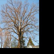 Preserving the Crying Tree story for future generations