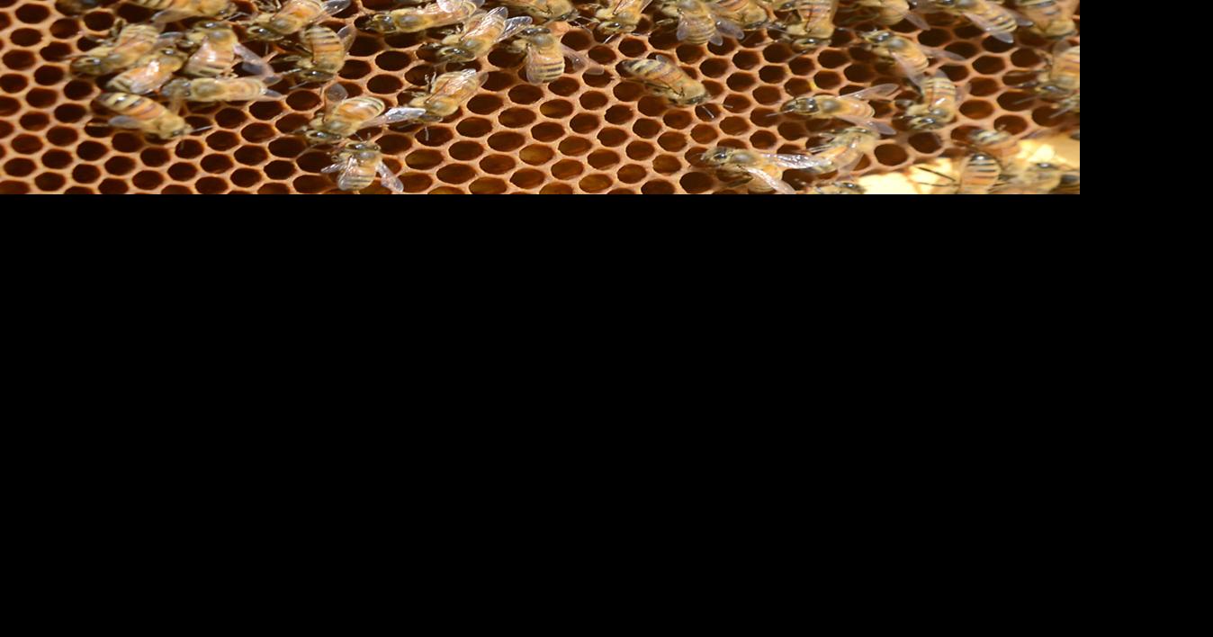 Retired electrician owns one of largest bee farms in Southwest Va.