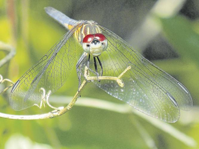 Outdoor enthusiasts can visit local parks to study elusive dragonfly ...