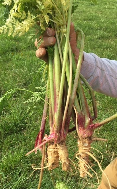 Poisonous plants and dry weather are a dangerous combination ...