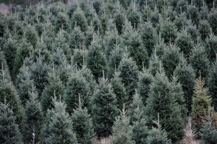 Local tree farms let shoppers choose pick of the crop