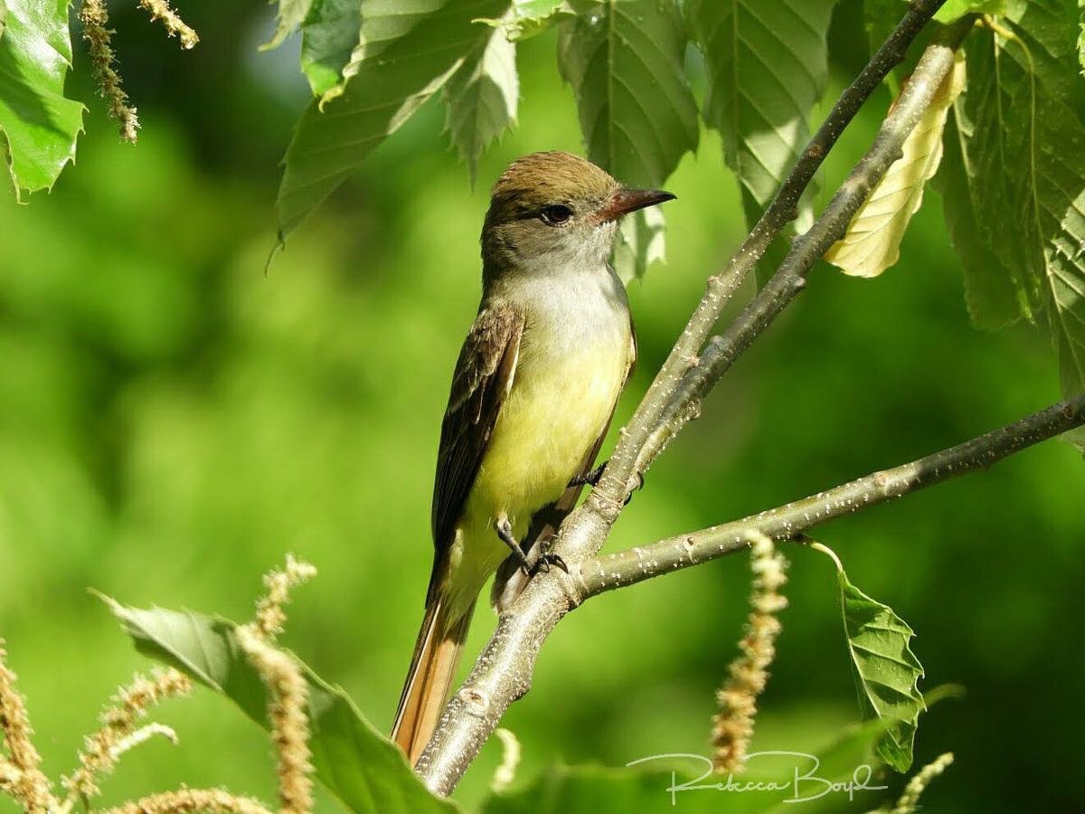 The great crested flycatcher is a small bird with a big reputation