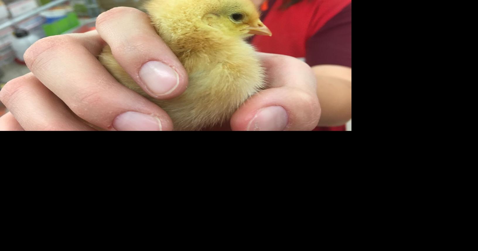 Baby chicks at agriculture supply stores around region this spring