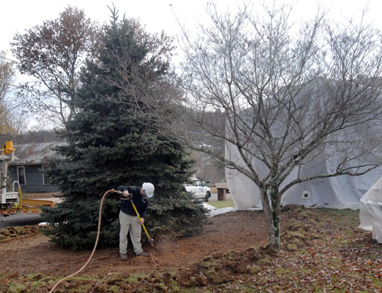 Tree Joins 50-Foot Norwegian Spruce As Bristol's Newest Official ...