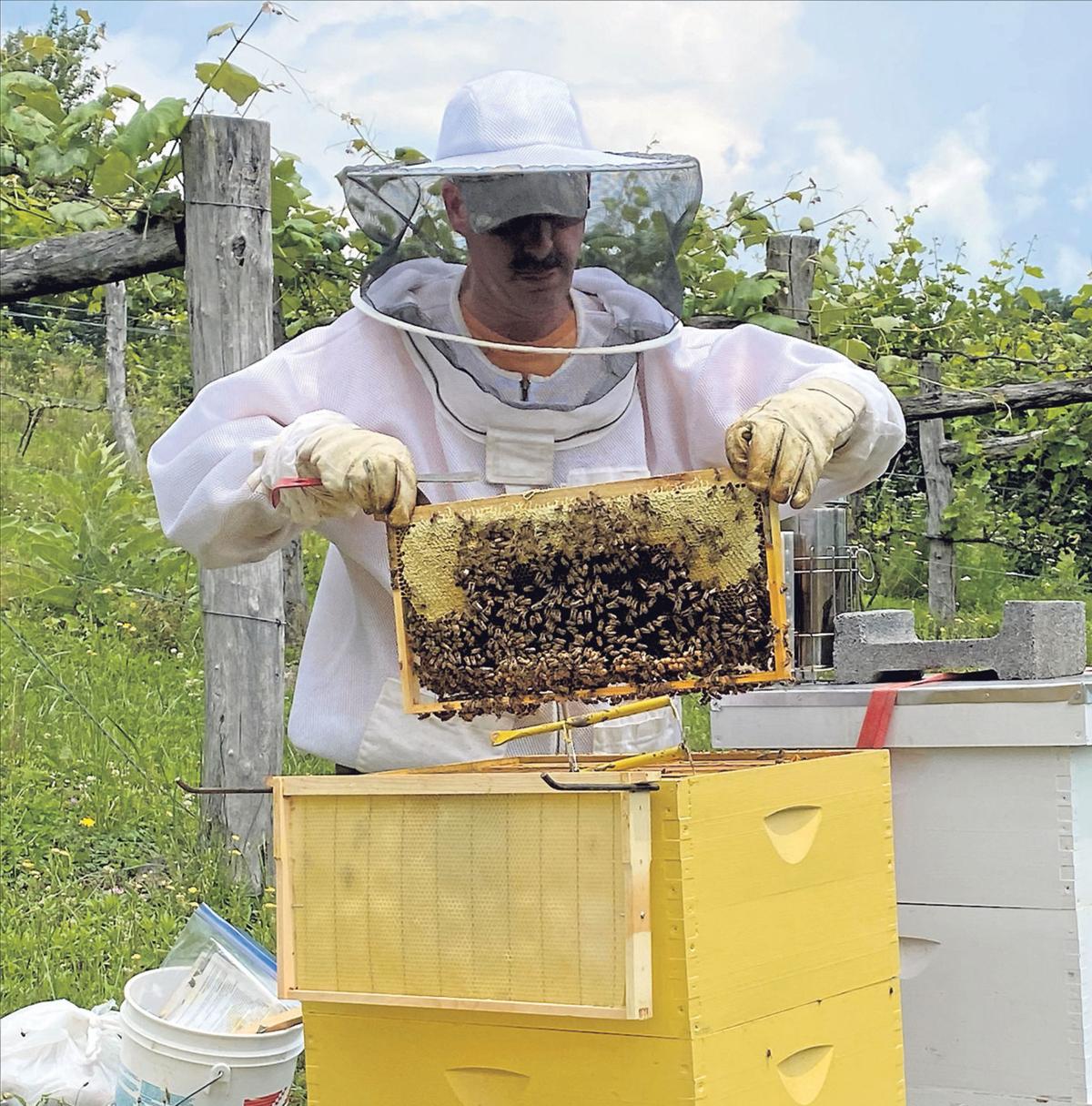 Beekeepers rely on experience, vigilance to keep bee swarms happy and ...
