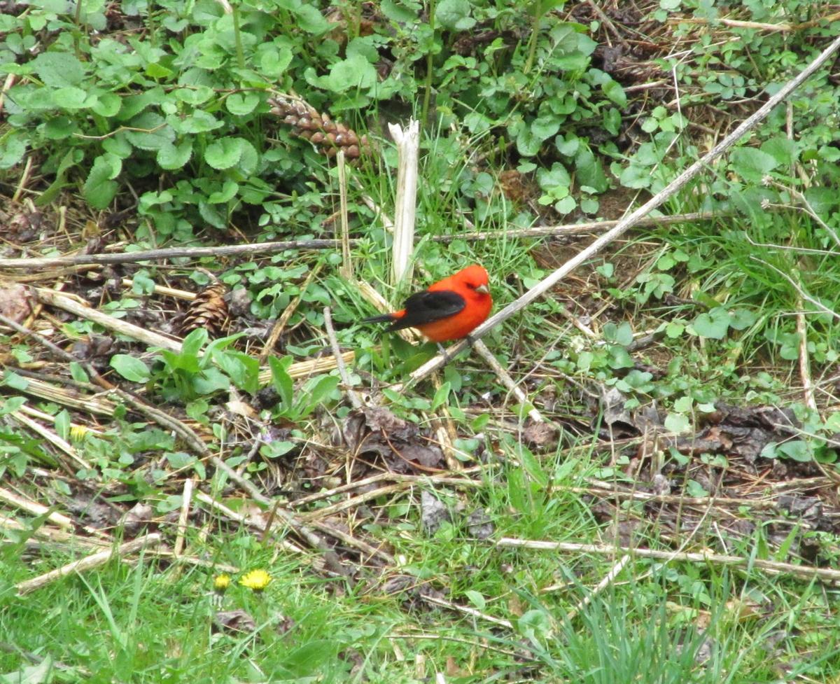 A sweet surprise: The male scarlet tanager stands out from other birds