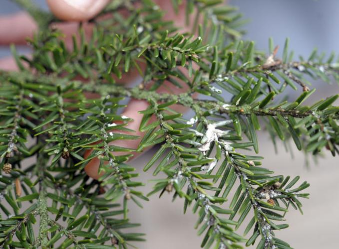 Invasive insect attacking region's hemlock growth
