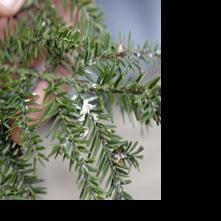 Invasive insect attacking region's hemlock growth
