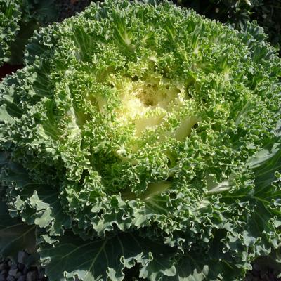 Kal-la-Bunga! The incredible edible kale