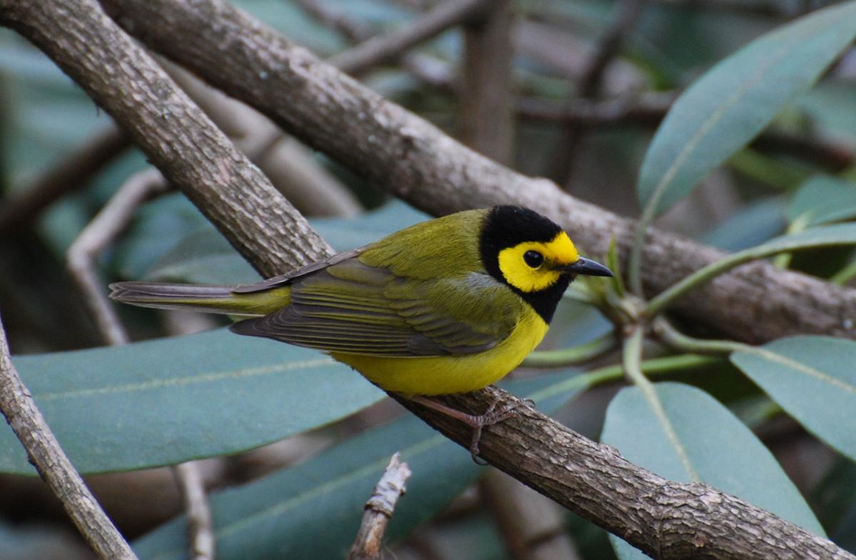 Hooded warbler brings tropical splash to local woodlands