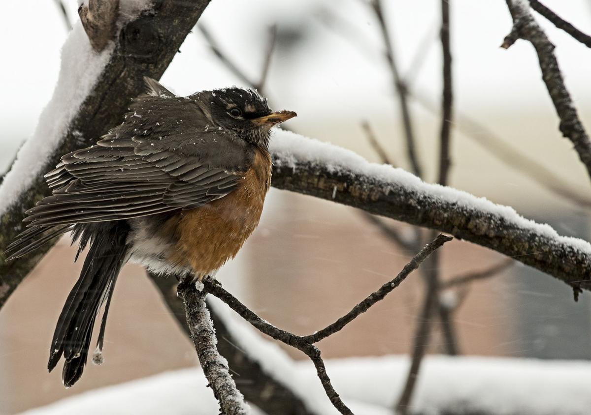 For the Birds: People notice robins lingering this winter