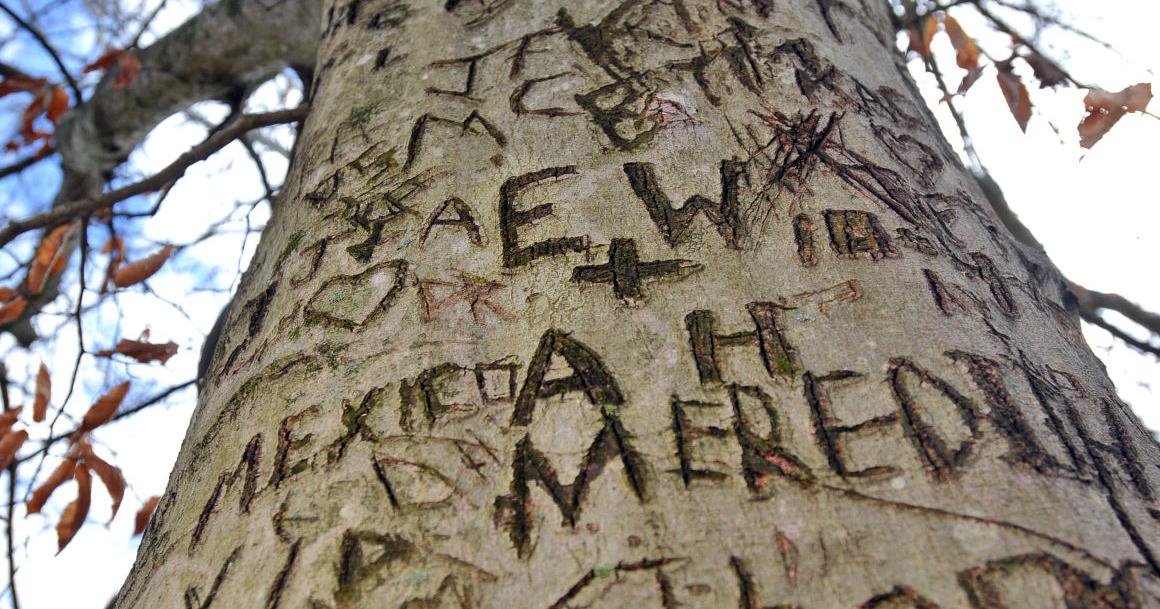 Steele Creek Graffiti Tree