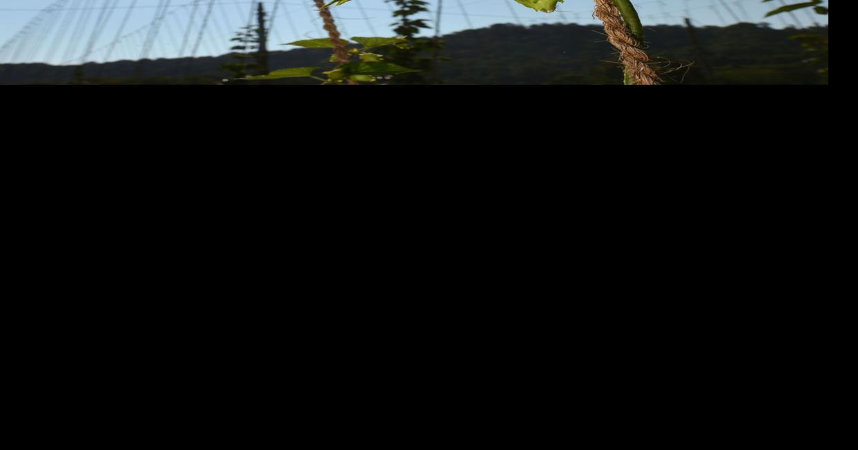 Hopes for hops in Southwest Virginia